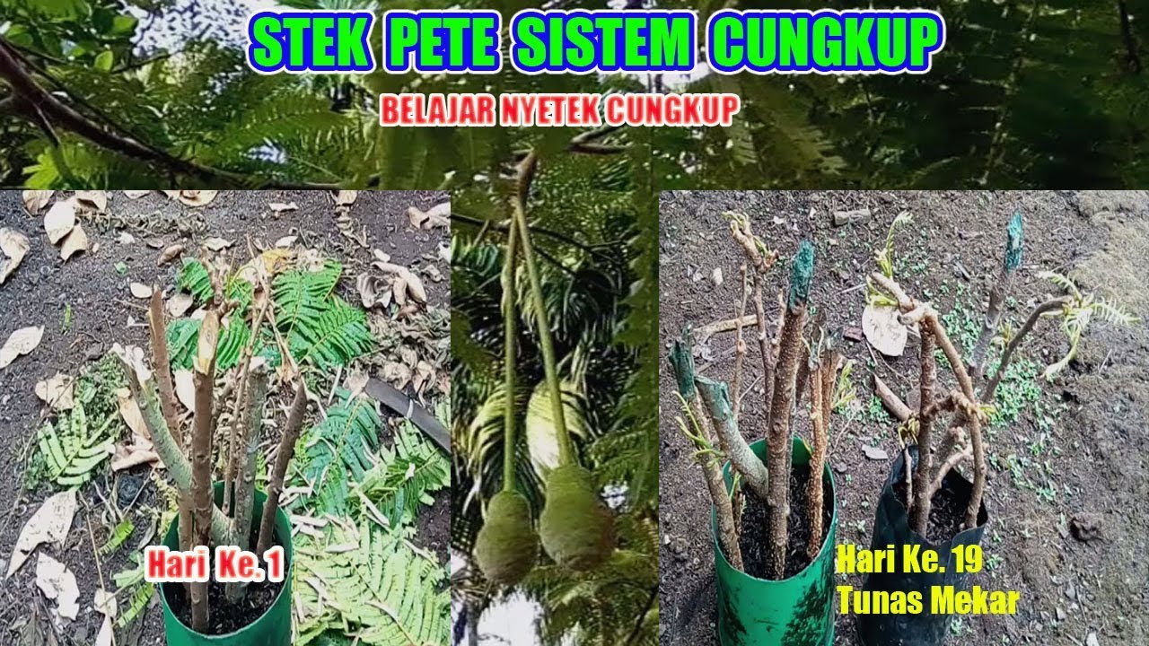 CARA MUDAH MENYETEK BATANG PETE 19 HARI BERTUNAS # BELAJAR STEK SUNGKUP ...