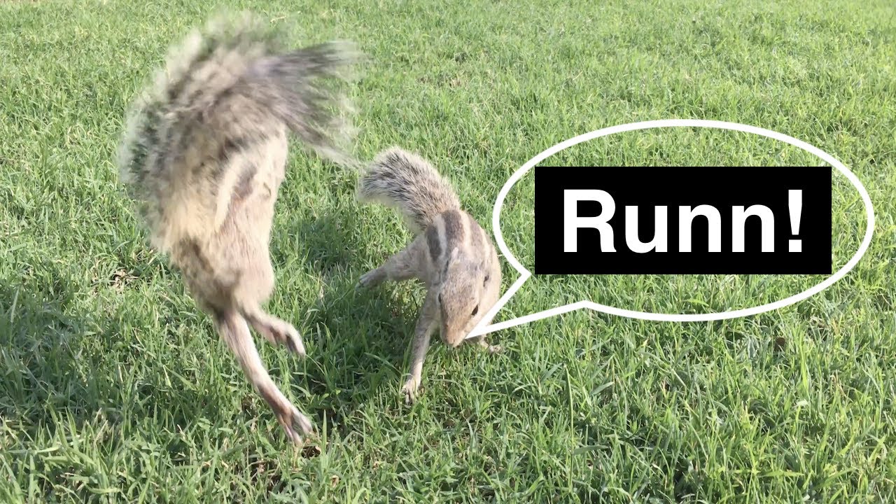 Cute Squirrel Video - Bro Run Away From Camera! - YouTube