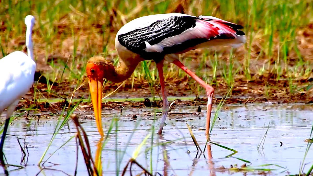 Amazing of lake - Black bird catch food or white bird catch eat here ...