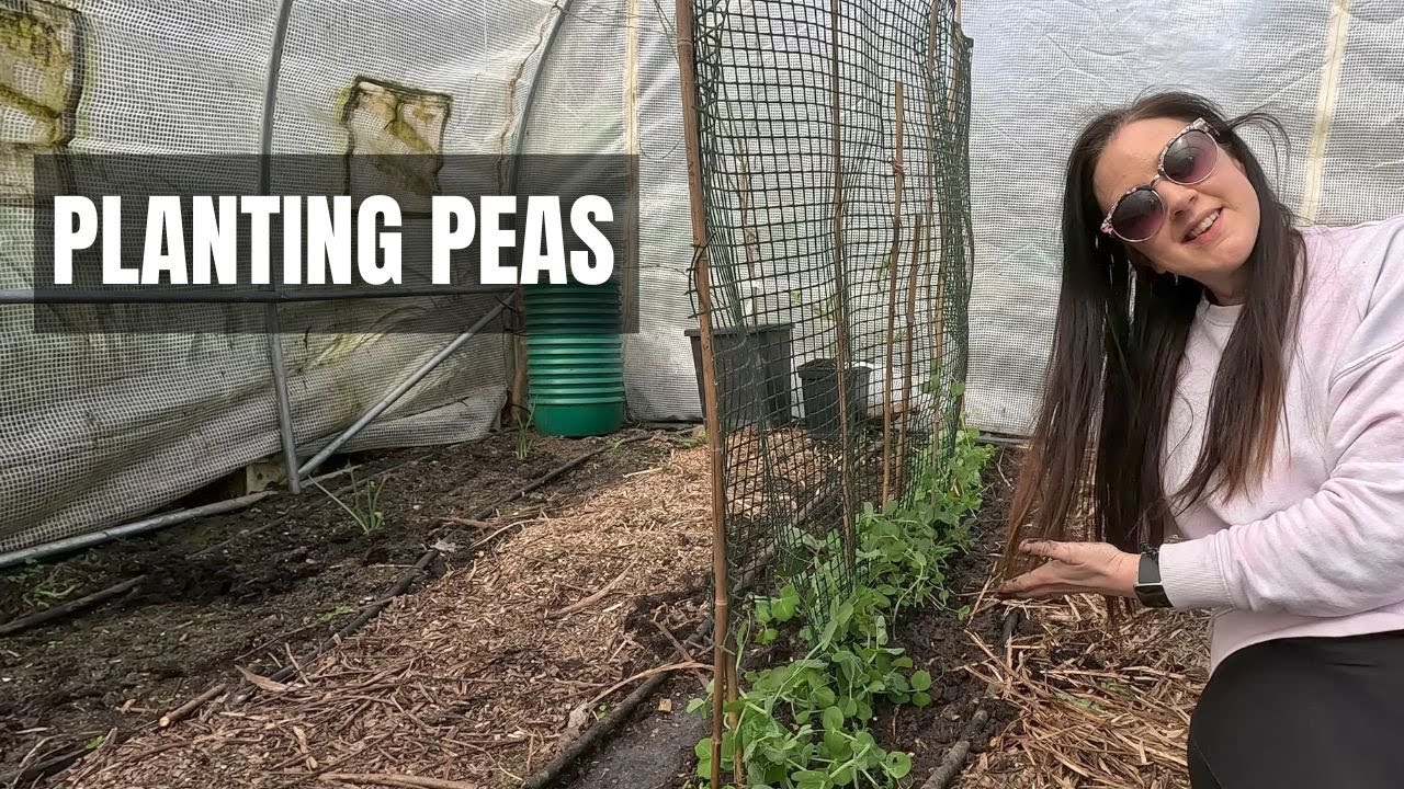Planting Early Onward Peas in the Polytunnel - YouTube