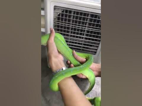 “You cant tame a Green Tree Python” 🐍 - YouTube