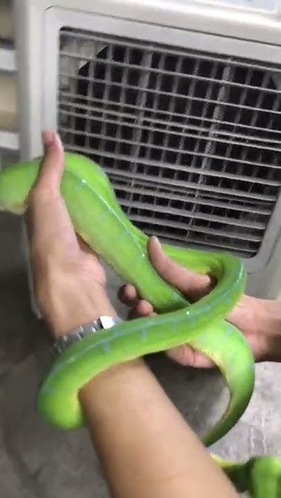 “You cant tame a Green Tree Python” 🐍 - YouTube