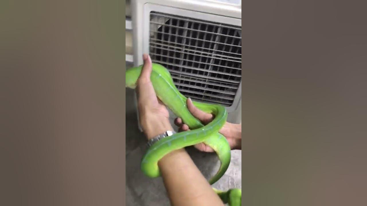 “You cant tame a Green Tree Python” 🐍 - YouTube