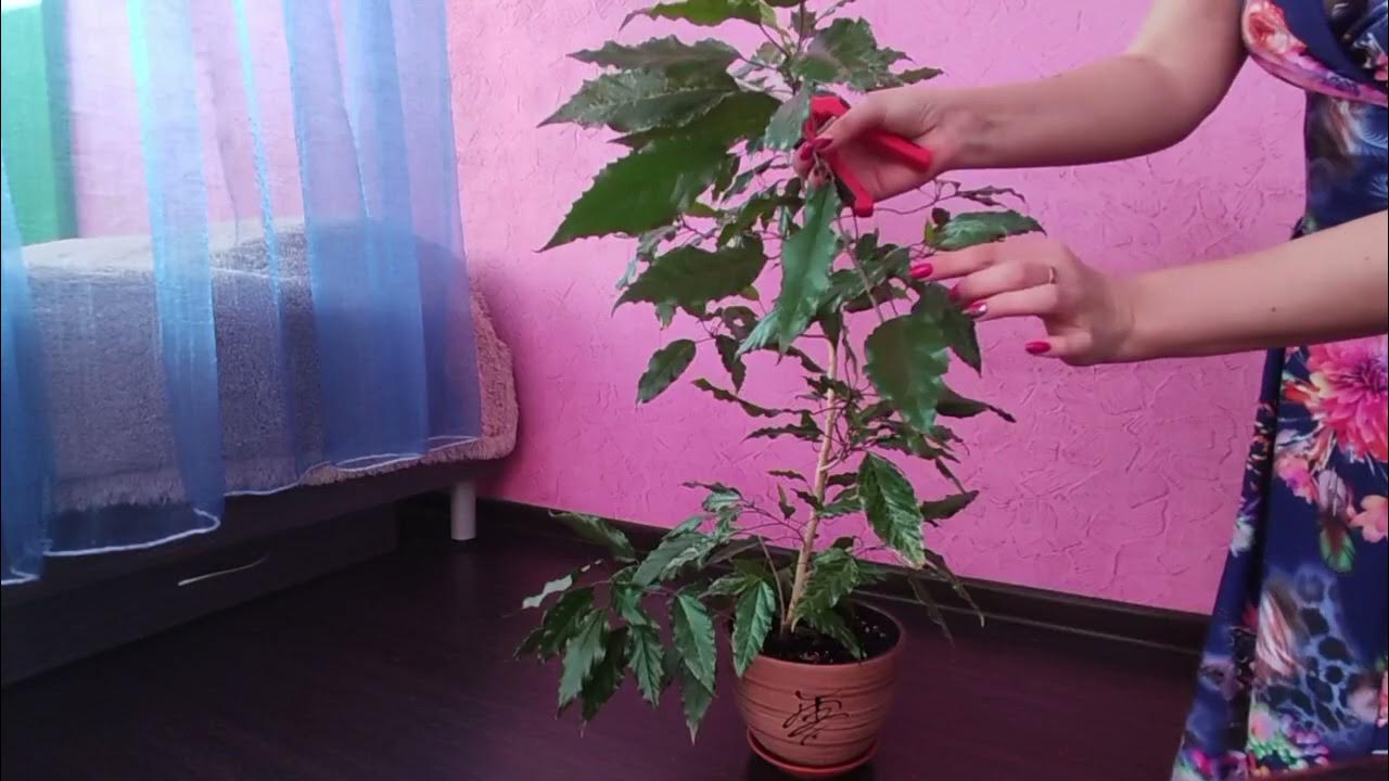 Формирую крону дерева гибискуса 🌺 Или как подстричь китайскую розу