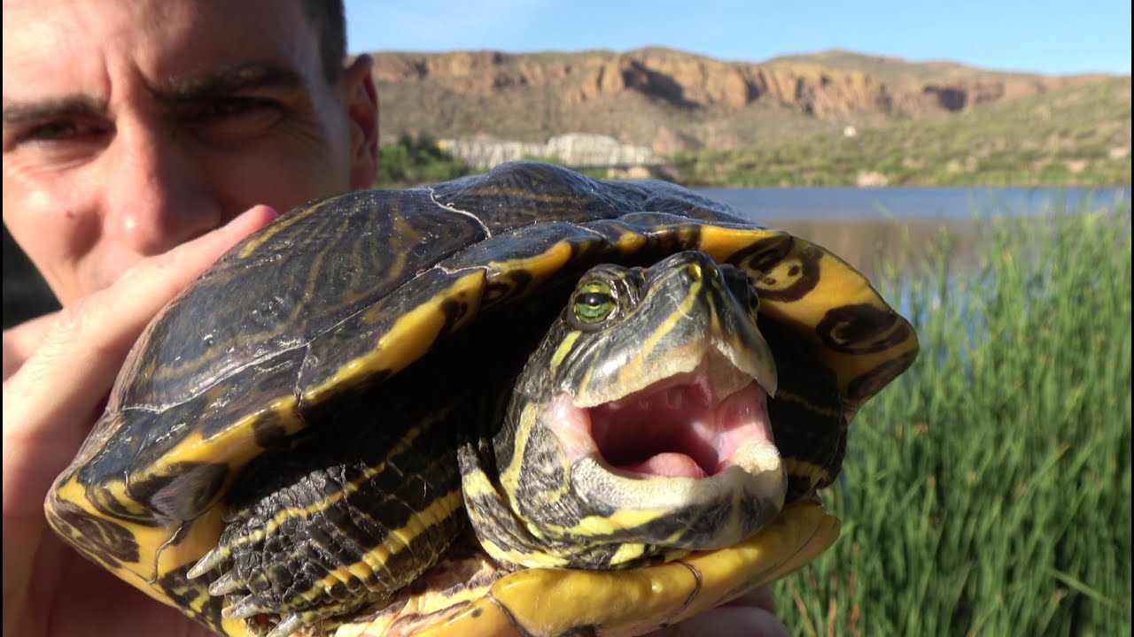 Pond Slider Turtle: Going In After It! Nature, Travel, Herping, Fishing ...