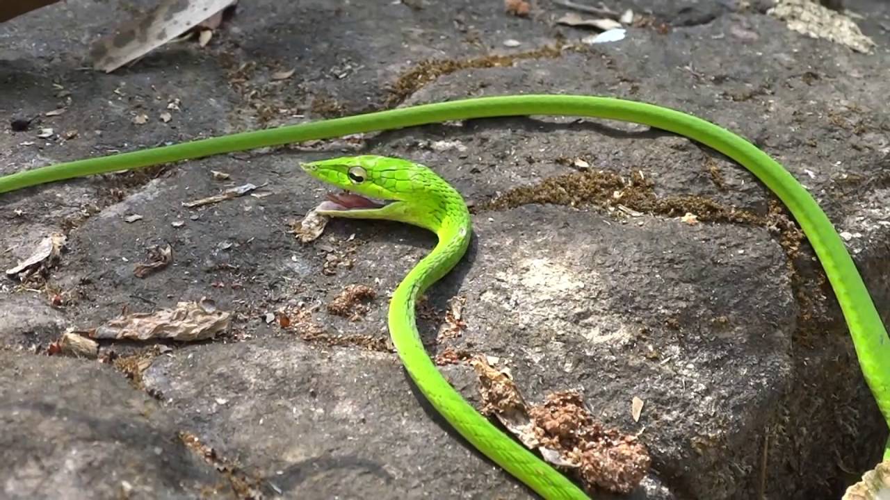 Green Vine Snake - YouTube