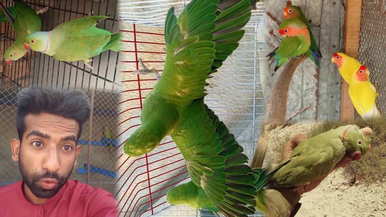 Parrots Ka Azadi Ka Din 🤔 | Green Parrot Ko Kia Houwa⁉️ | My All Bird's ...