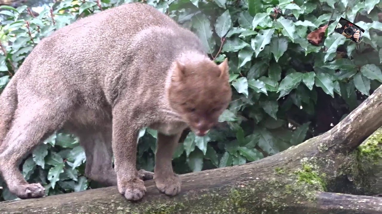 Le Jaguarondi est aussi appelé eyra ou chat loutre - Le Domaine des ...