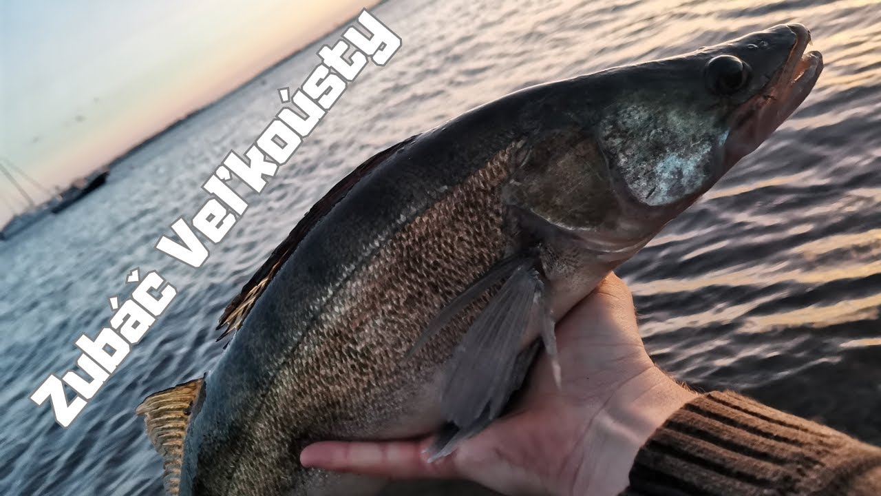 Zubáč Veľkoústy - YouTube