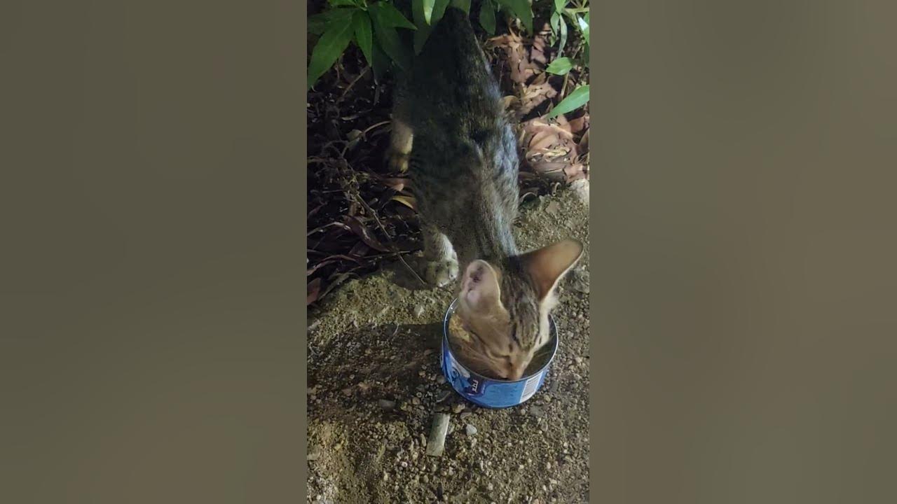 Маленький котёнок так жалобно просил еду Египет жара кошка