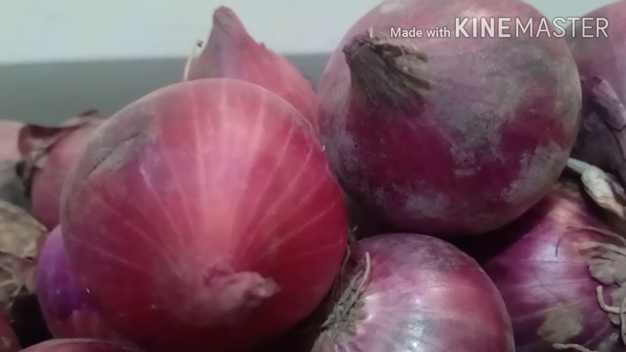 SIBUYAS ( ONION ) AT ANG MGA BINIPISYO NITO - YouTube