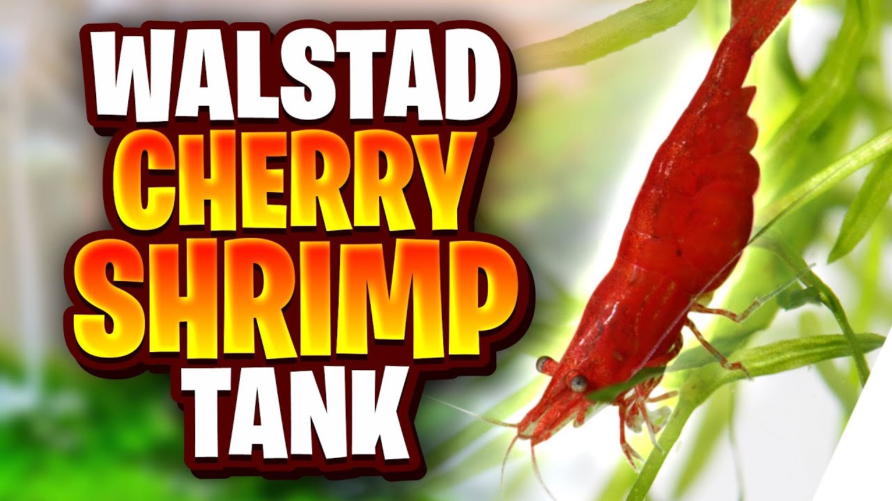 Filterless Walstad Method Cherry Shrimp Tank - Dirted Planted Tank ...