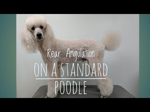Rear Angulation on a Standard Poodle/Scissoring the back leg - YouTube