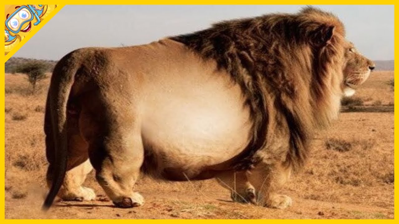 20 Nejtlustších Zvířat Zachycených Kamerou - YouTube