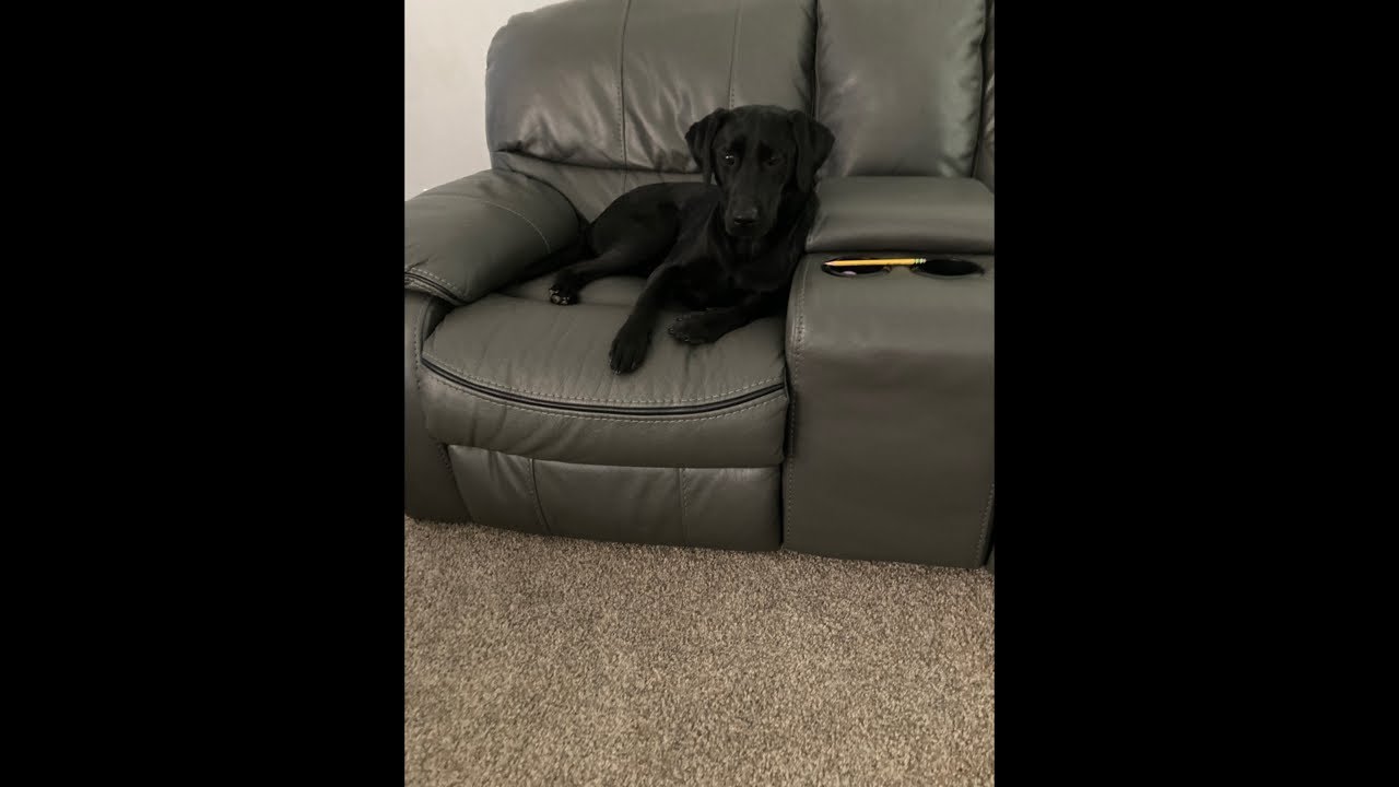9 month old lab puppy playing hide and seek! - YouTube