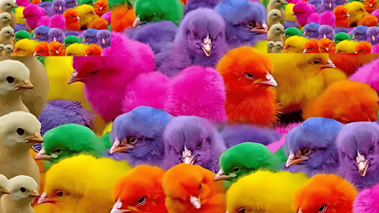 🤯🧐 🐓 📷 Why Everyone Is Suddenly Obsessed With Finding the Legendary ...