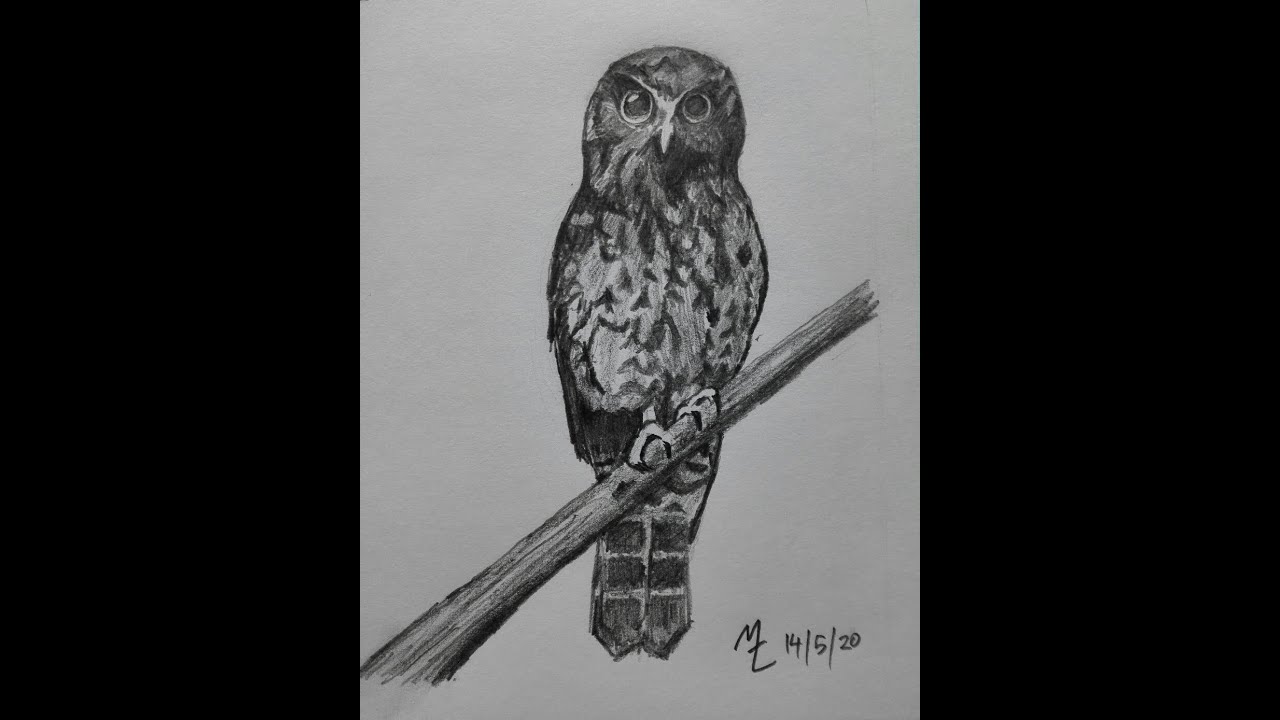 How to draw a ruru (morepork). - YouTube