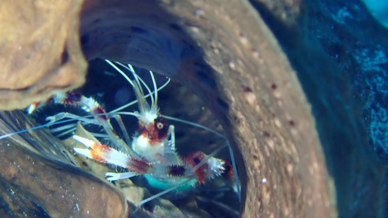 2021 Roatan Aggressor Dive trip - YouTube