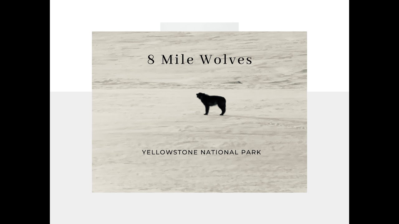 Wolves Playing in Yellowstone - 8 Mile Wolf Pack of Yellowstone - YouTube