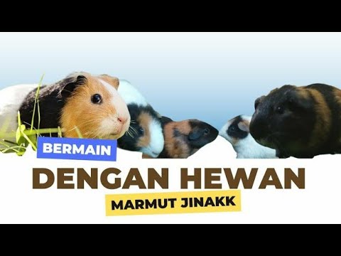 Bermain bersama hewan marmut lucu dan jinak , Mainan anak - YouTube