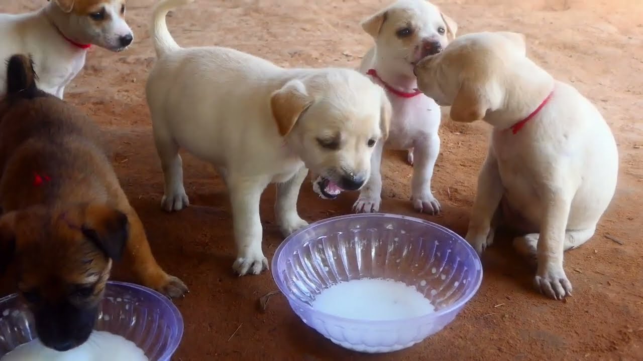 Feeding mother dogs and five cute puppies stage2 | Rescue dogs 53 - YouTube