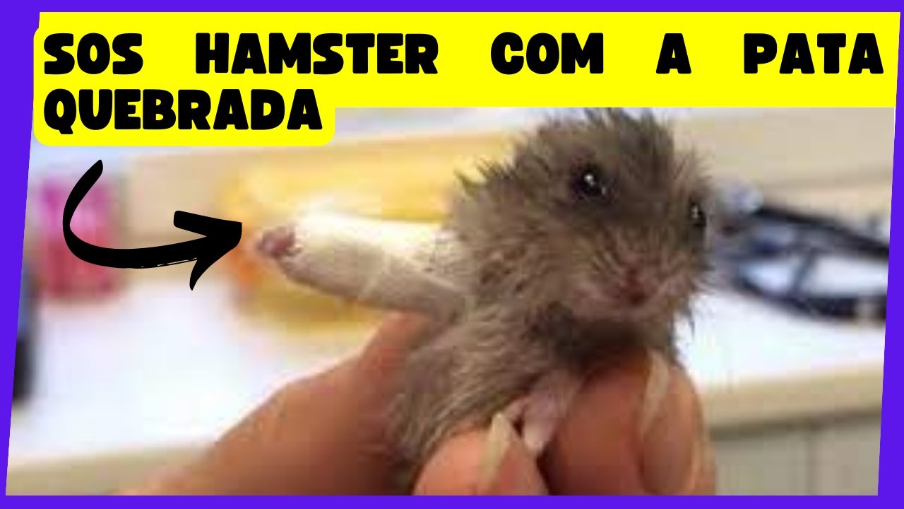 O que fazer se o seu hamster quebrar a pata Guia completo de cuidados ...
