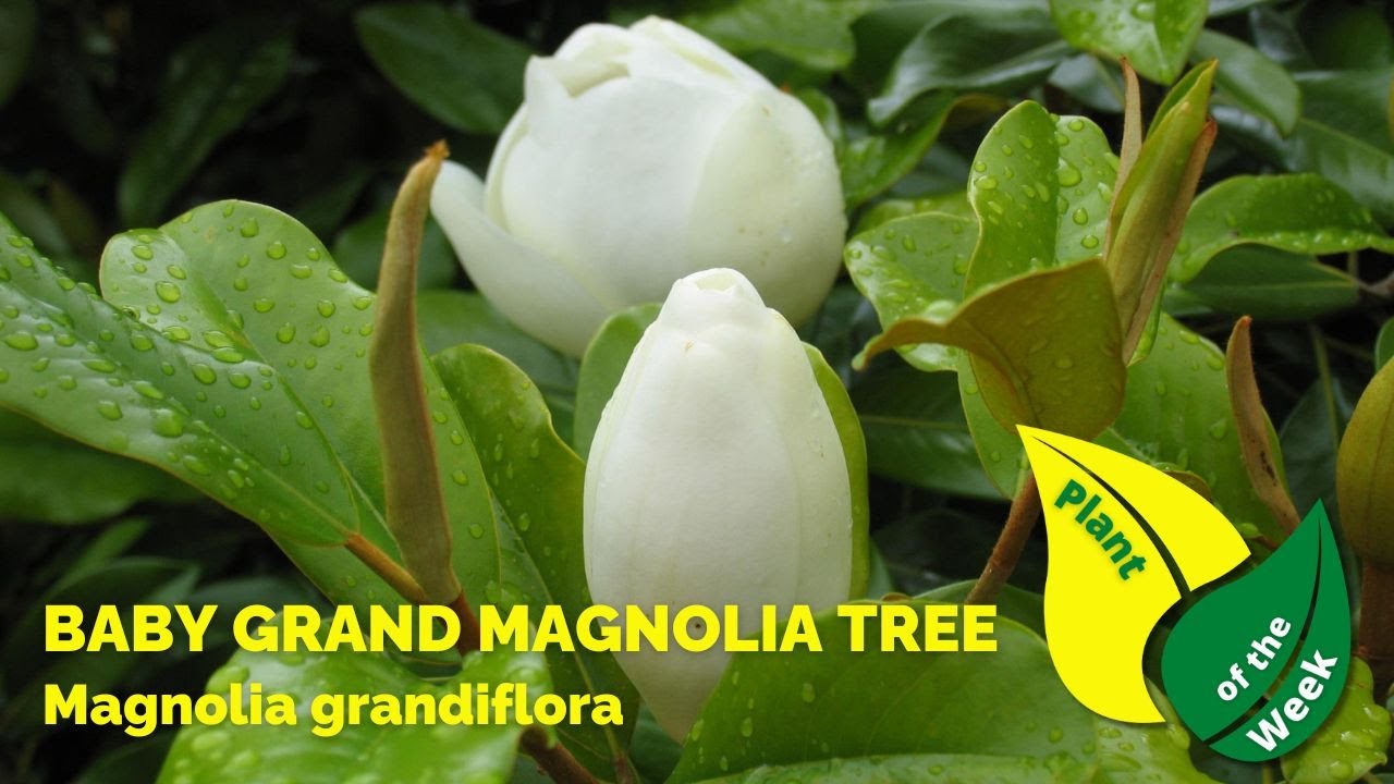 Baby Grand Magnolia | Magnolia grandiflora | Inspiration for your Yard ...