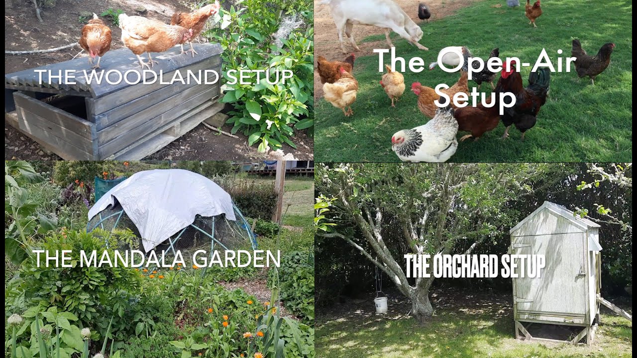 Poultry Coop & Run Setups Pros & Cons | Sez the Vet - YouTube