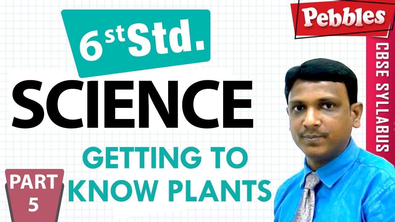 CBSE Class 6th Std Science Getting To Know Plants Part 5 YouTube cbse-class-6th-std-science-getting-to-know-plants-part-5-youtube
