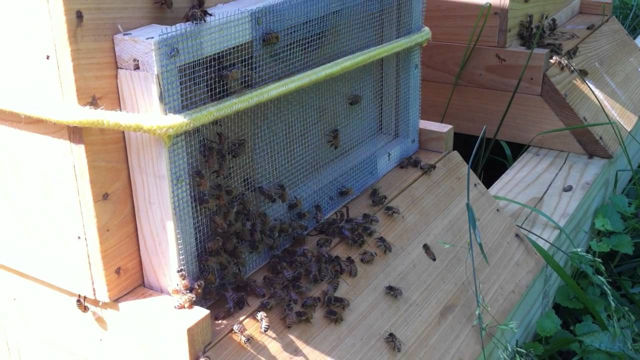 Robber screen on the House of Tudor, May 28, 2012 - YouTube