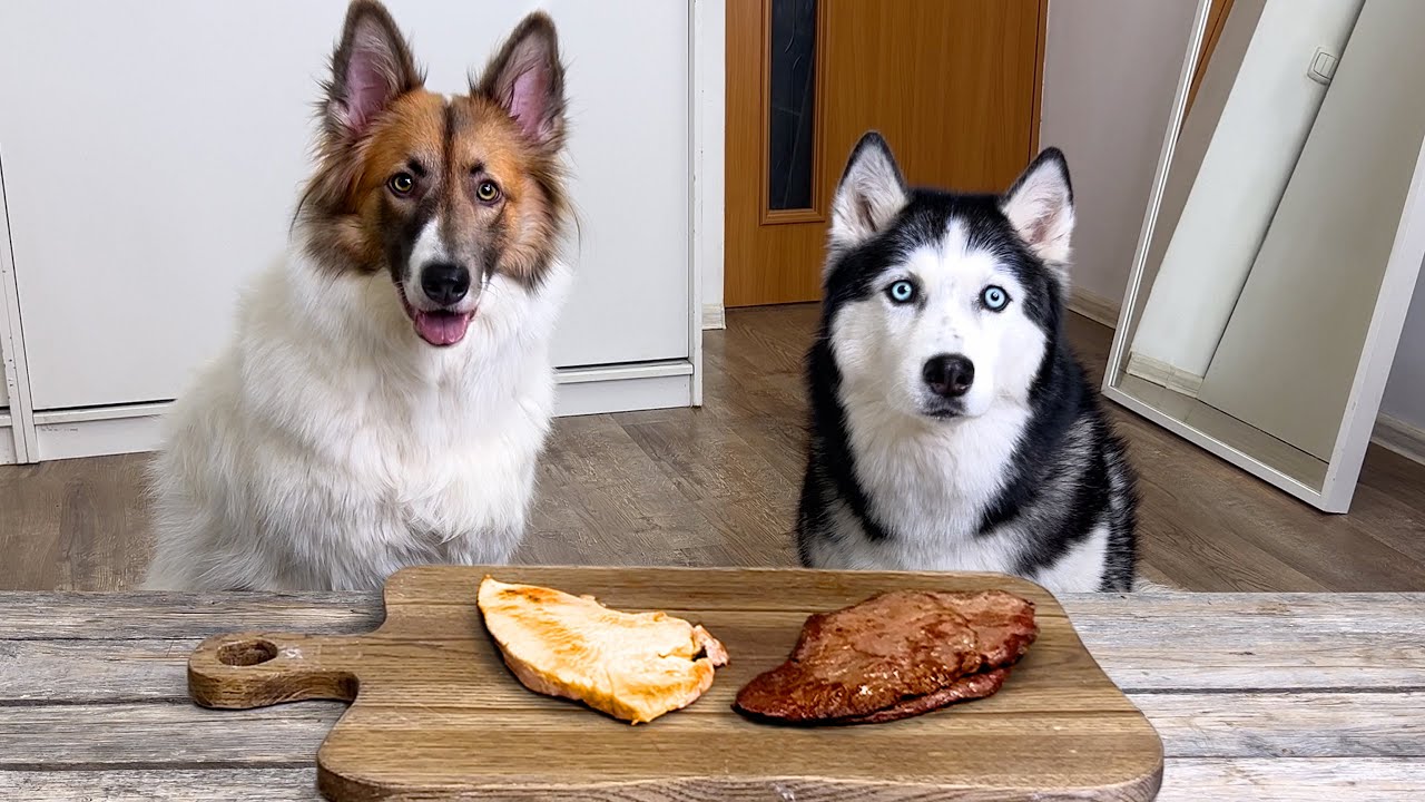 Leaving New Dog and my Husky with Steak and Chicken - YouTube