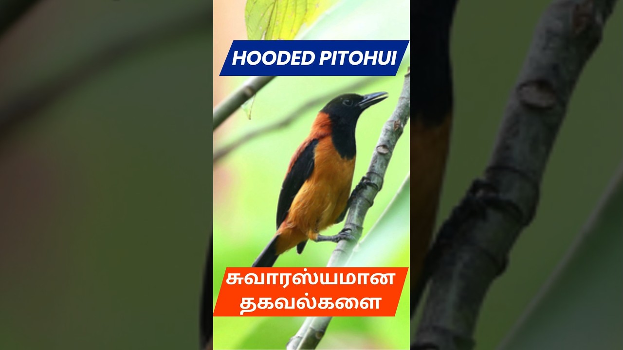 Hooded Pitohui பறவை பற்றிய சில சுவாரஸ்யமான தகவல்களை #birds - YouTube