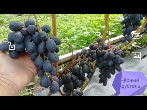ЧЁРНЫЙ ХРУСТАЛЬ -очень ранний (95-100 дней) столовый виноград без ...