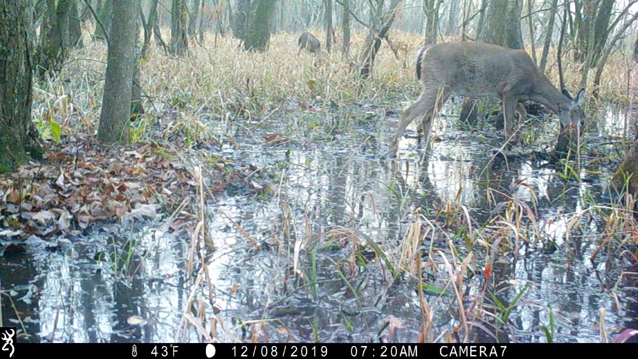 Trail Cam Video, Swamp Bobcat and other swamp critters. Public Land ...