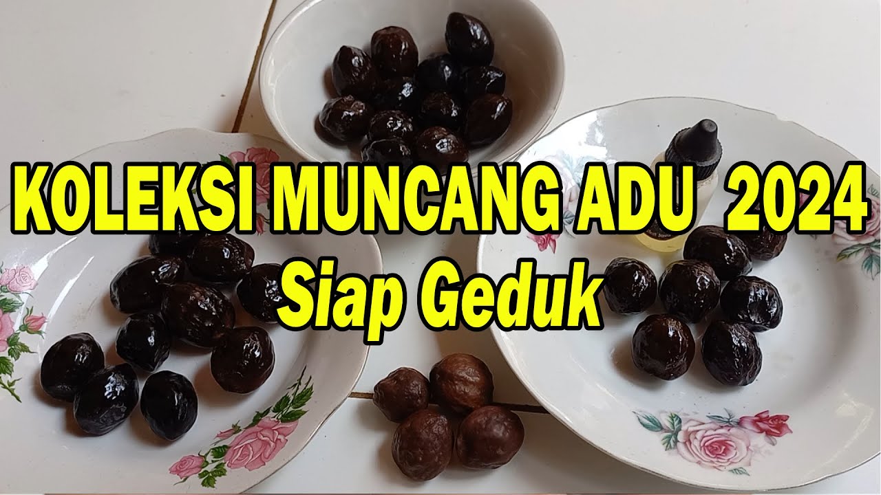 INILAH KOLEKSI MUNCANG ADU 2024 YANG SIAP MERAMAIKAN DUCANG MANIA - YouTube