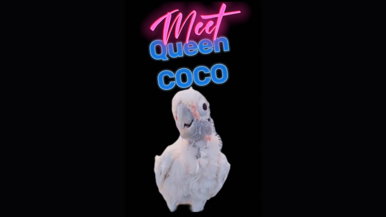 MEET QUEEN COCO • My family and I have been watching this wonderful for ...