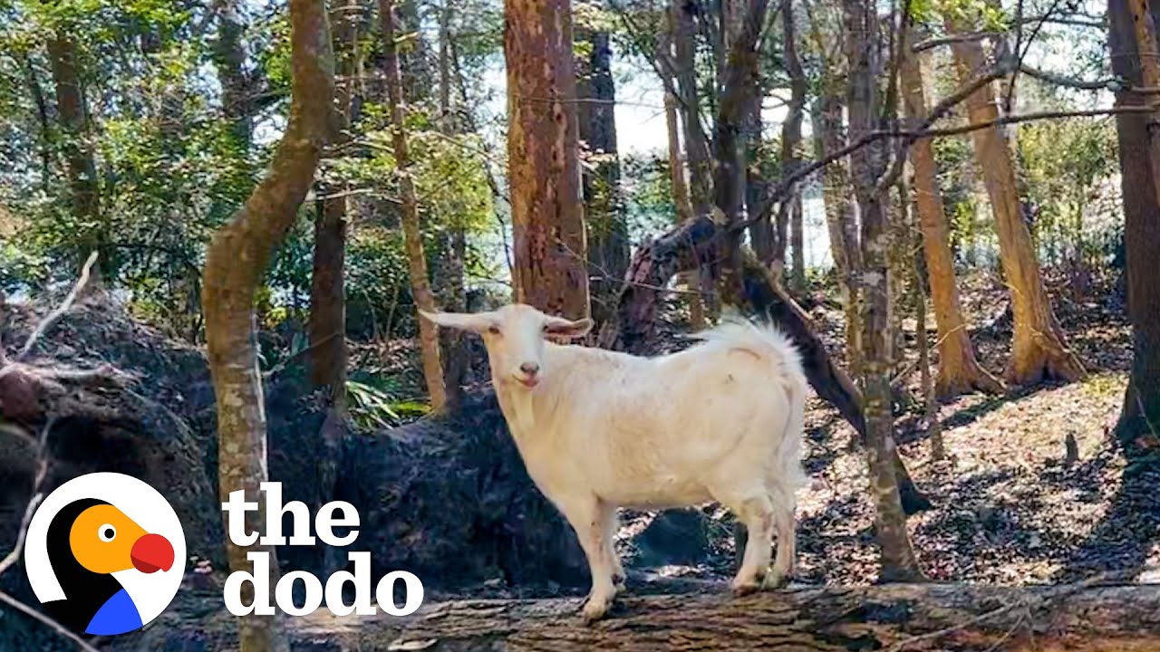 Woman Discovers A Lonely Goat Abandoned On An Island | The Dodo - YouTube