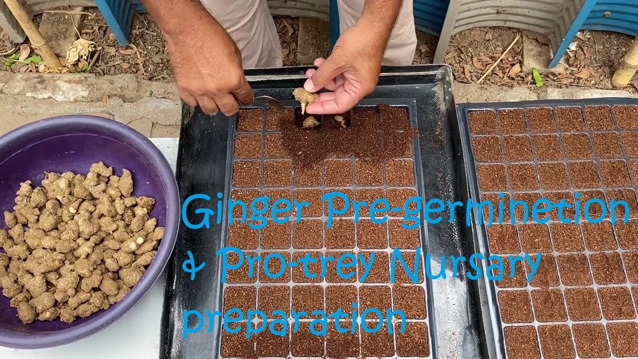 Growing Ginger Organically Part 2//Pre-germination & Pro-Trey Method of ...