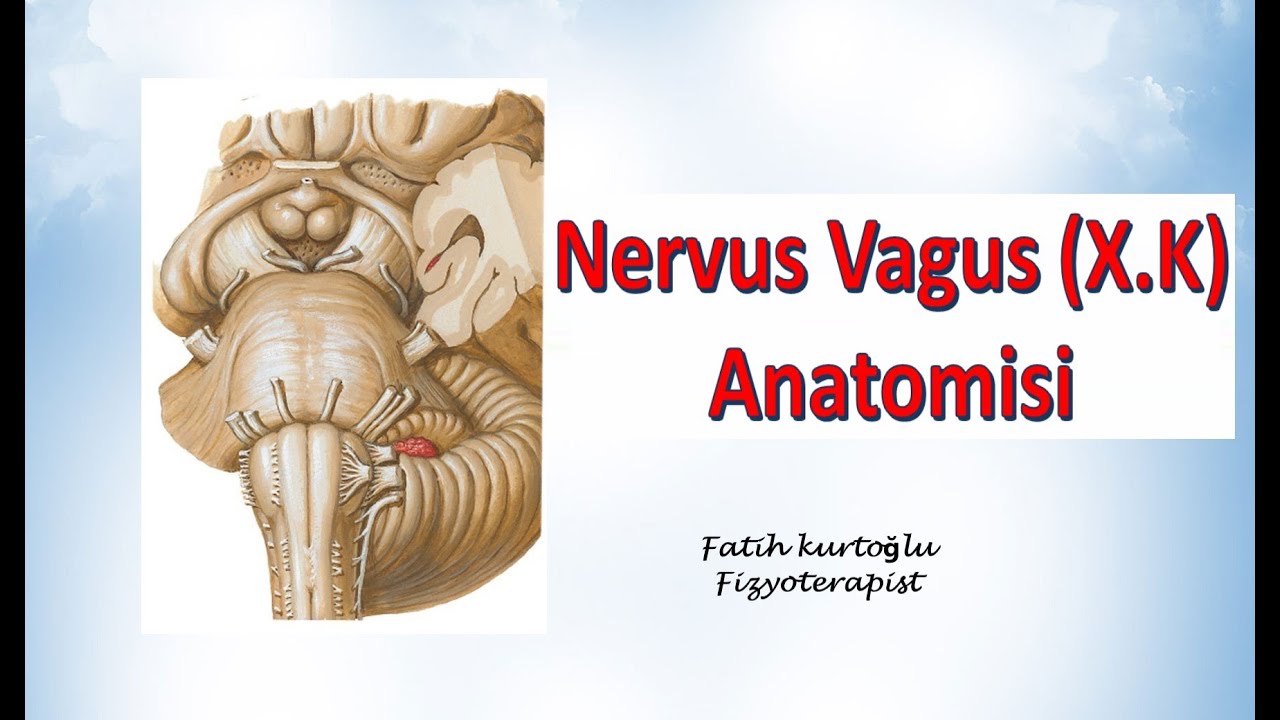 Nervus Vagus | Neuroanatomy | Nöroanatomi Konu Anlatımı -24 - YouTube