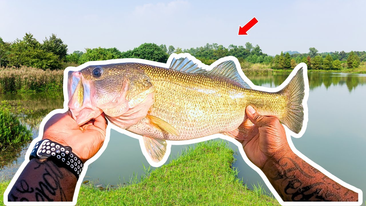 Fishing For 12lb Bass In TROPHY Pond! (Bank Fishing) - YouTube