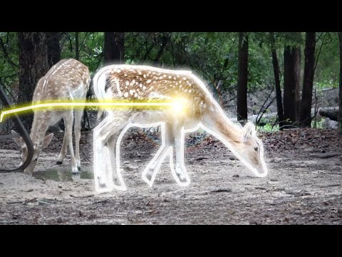 Bow Hunting Fallow Deer!! *HEART SHOT* - YouTube