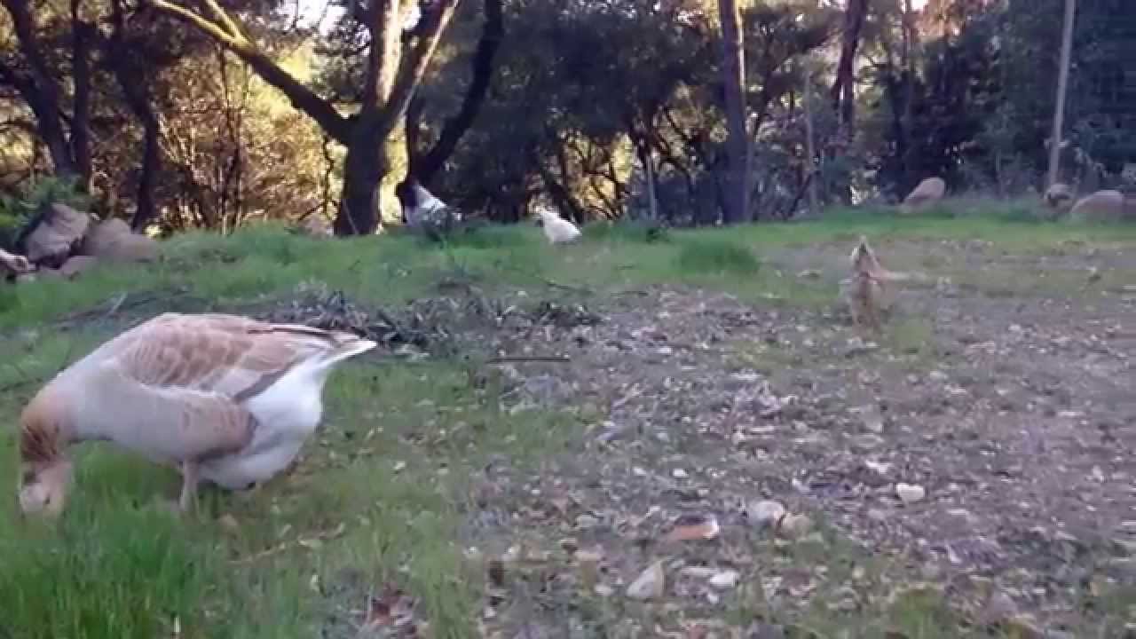 American Buff Geese and Chickens Grazing - YouTube
