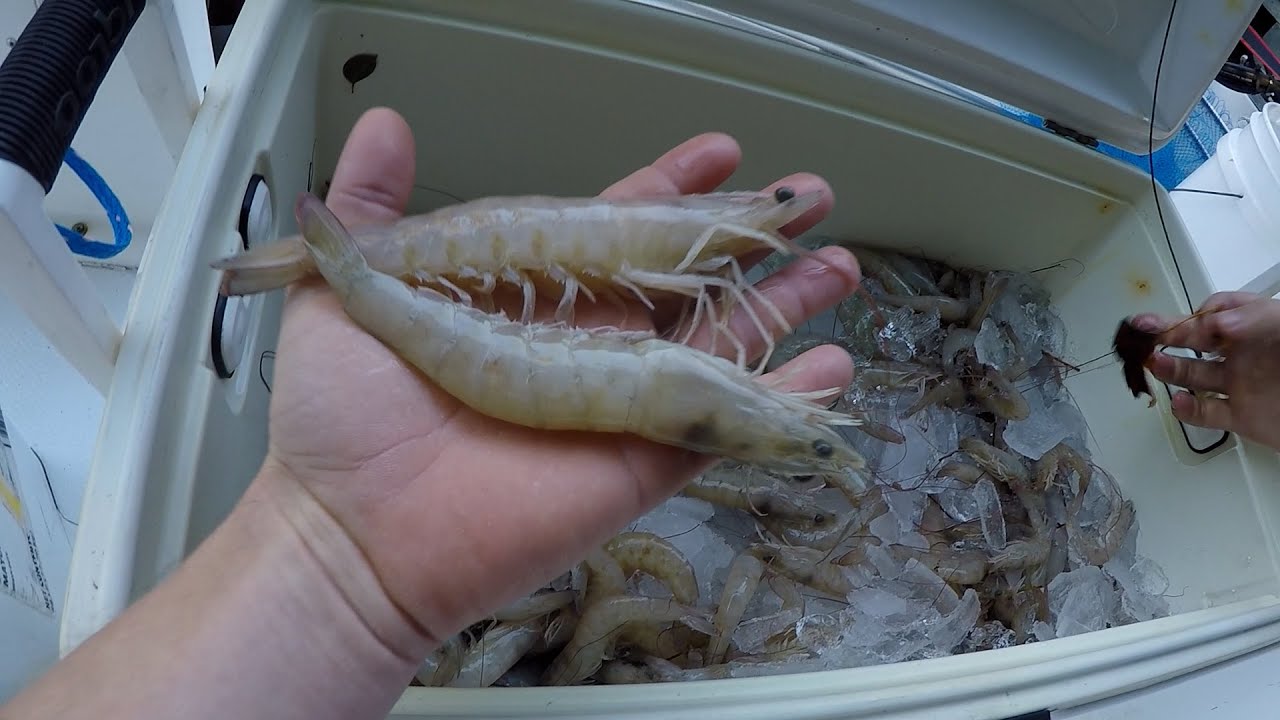 Dip/Cast Netting Key West Pink Shrimp & Blue Crab! Catch, Clean and ...