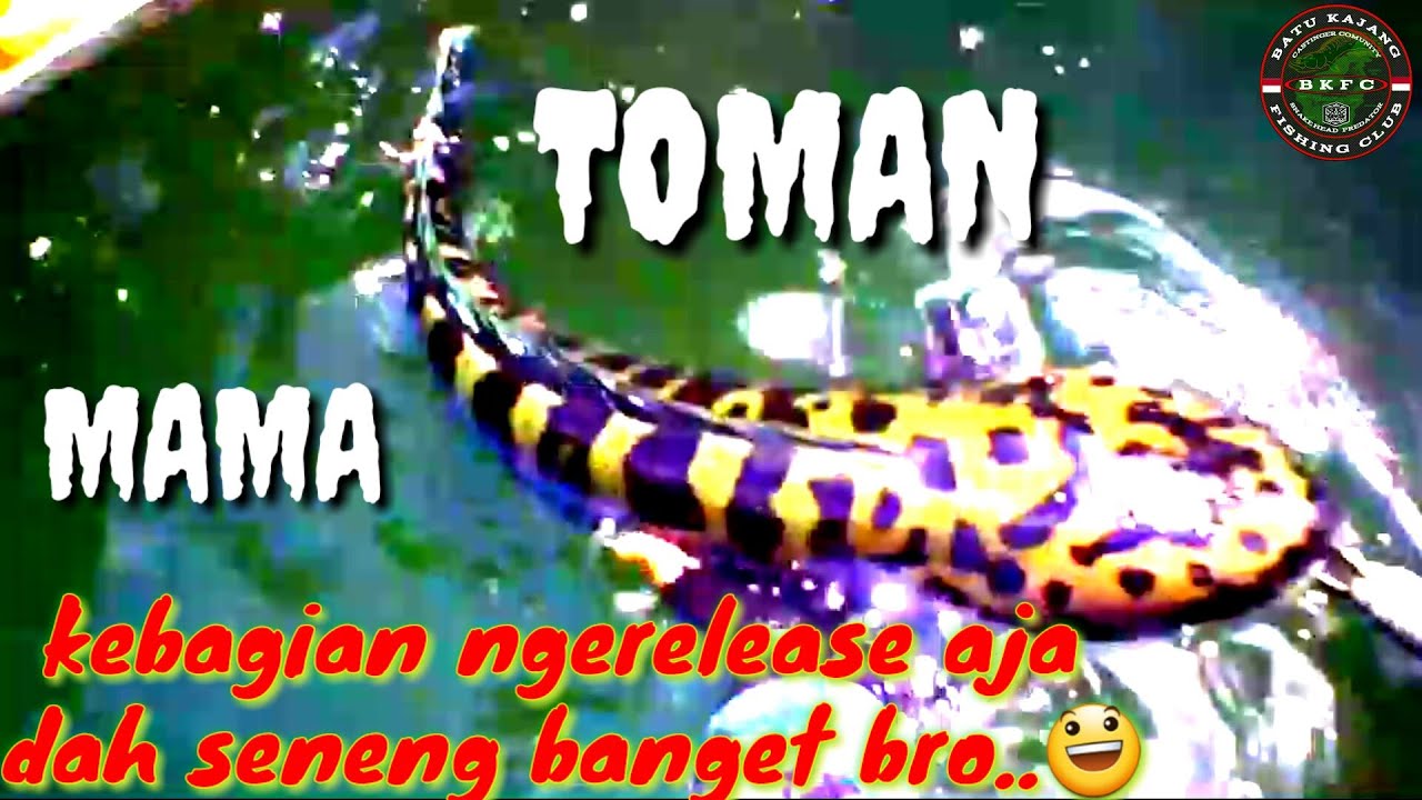 Release Mama Toman# SNAKEHEAD - YouTube
