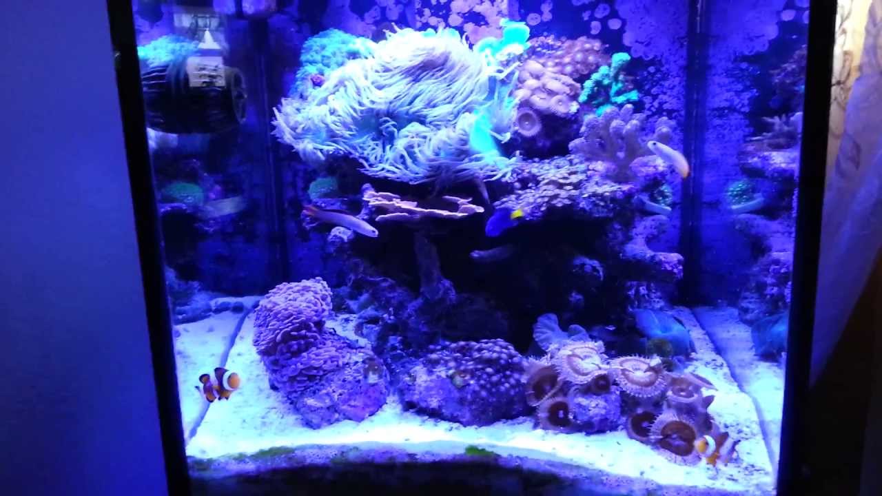 [24] 30 Gallon Reef Tank Update - July 2013 - YouTube
