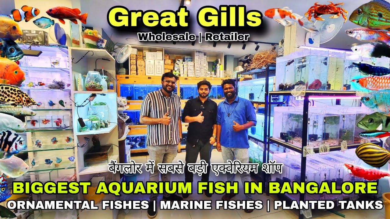 Great Gills Biggest Aquarium Fish Shop ,Huge Epic Fish Shop ,Monster ...