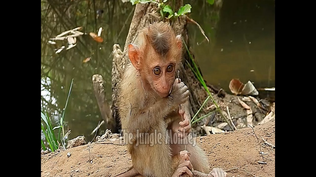 A sad baby monkey is sitting alone, waiting for his sister to bring him ...