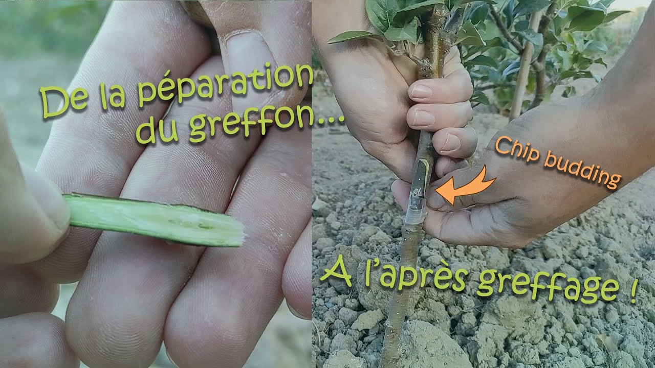 Comment greffer en chip budding, en été. - YouTube