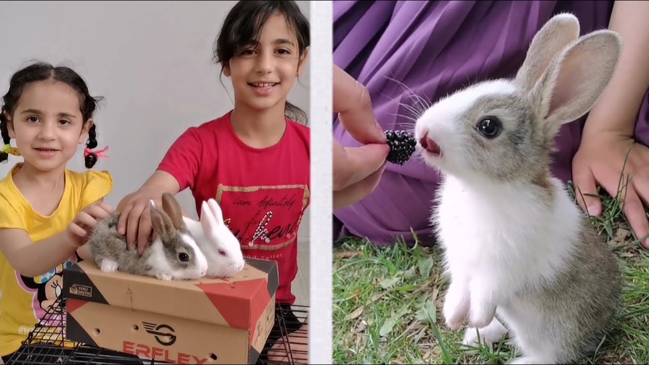 اشتريت أرانب لربا وريم😍🐇🐇 🤗_ حيوانات أليفة /I bought rabbits for Ruba ...