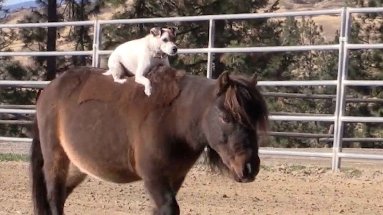 Adorable footage of a dog riding a horse - YouTube
